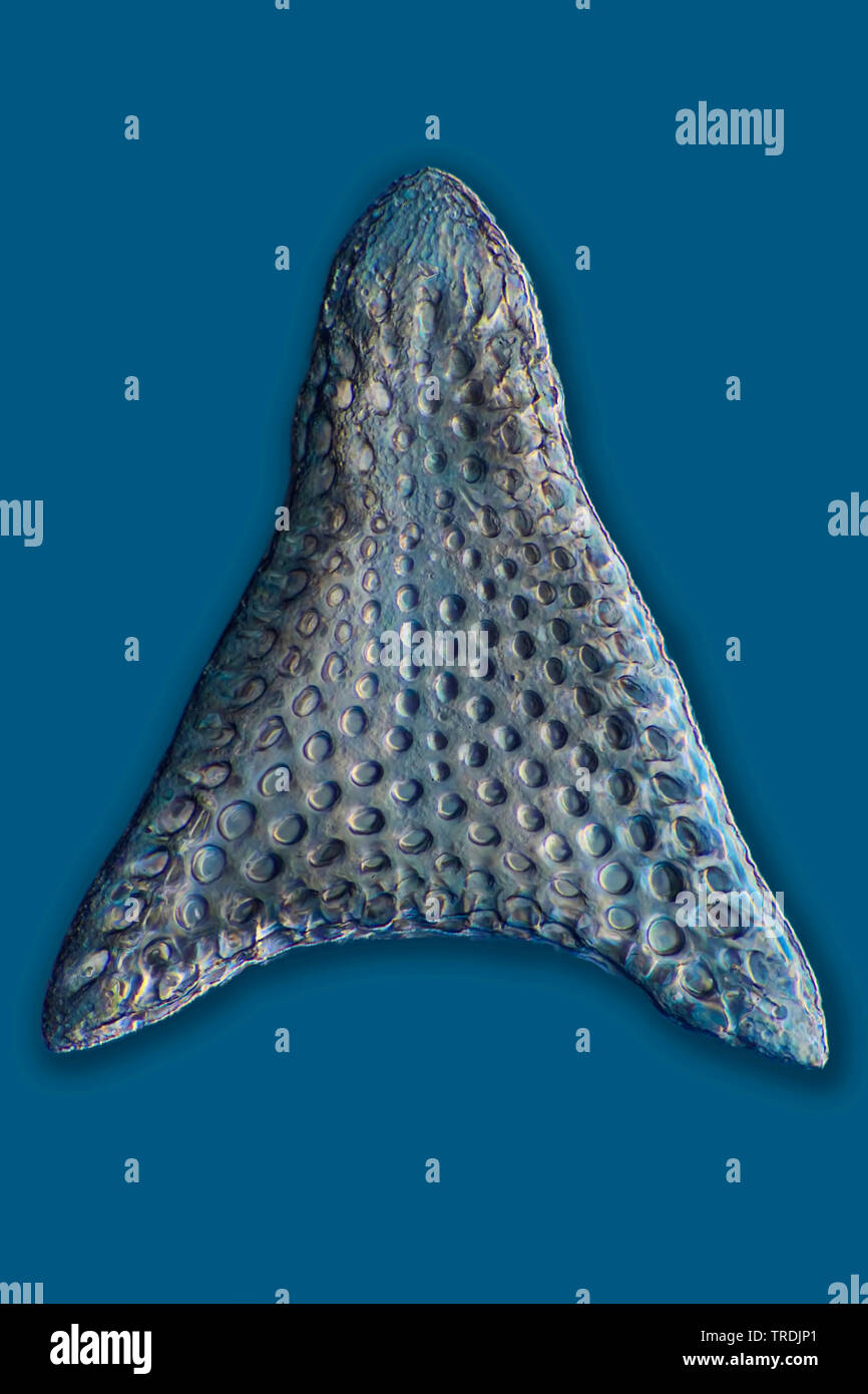 Radiolaria Fossil High Resolution Stock Photography and Images - Alamy