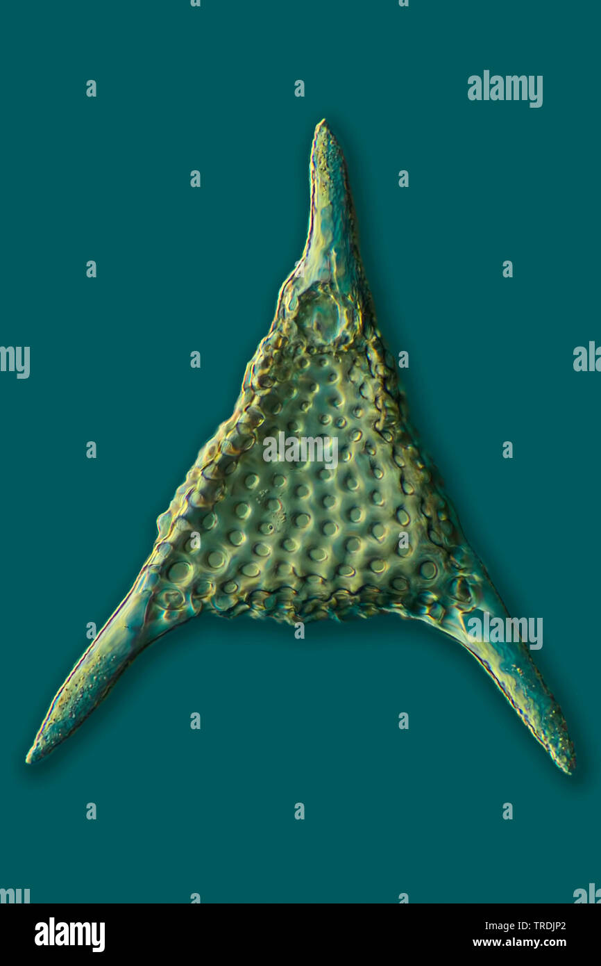 Radiolaria fossil hi-res stock photography and images - Alamy