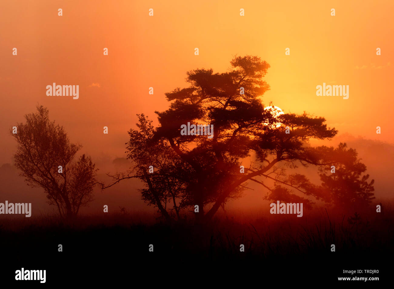 Leersumse veld hi-res stock photography and images - Alamy