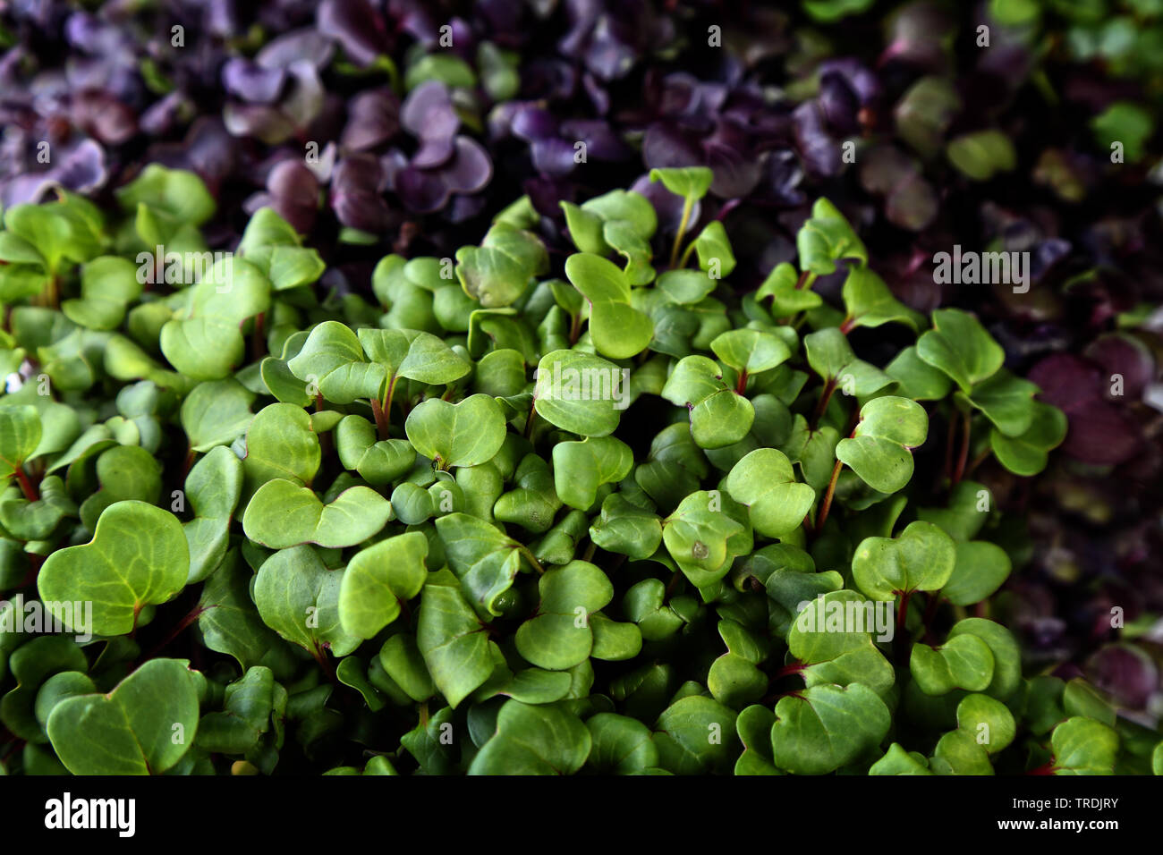 Kohlrabi microgreens hi-res stock photography and images - Alamy