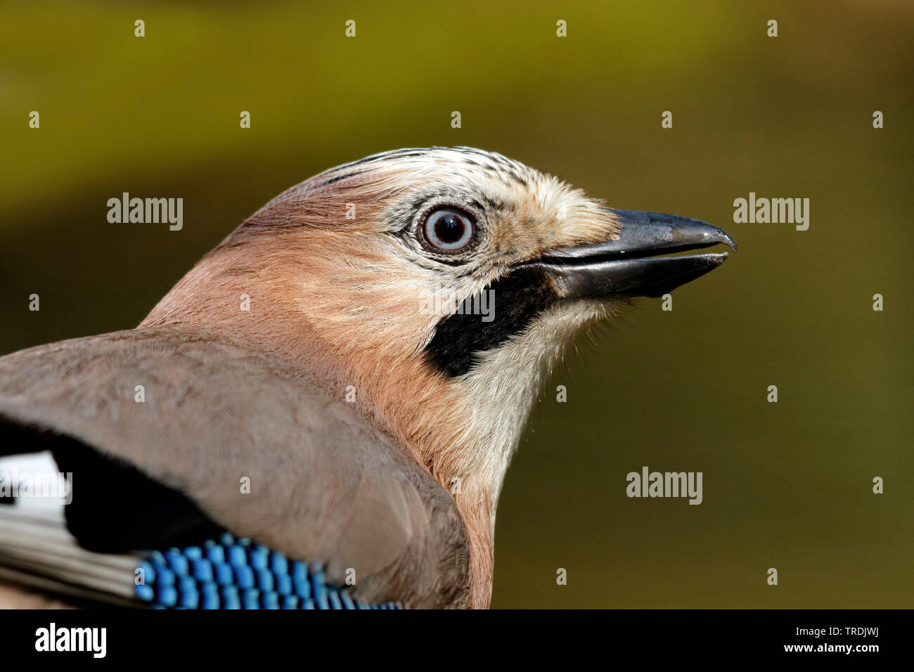 Jay bird portrait hi-res stock photography and images - Alamy