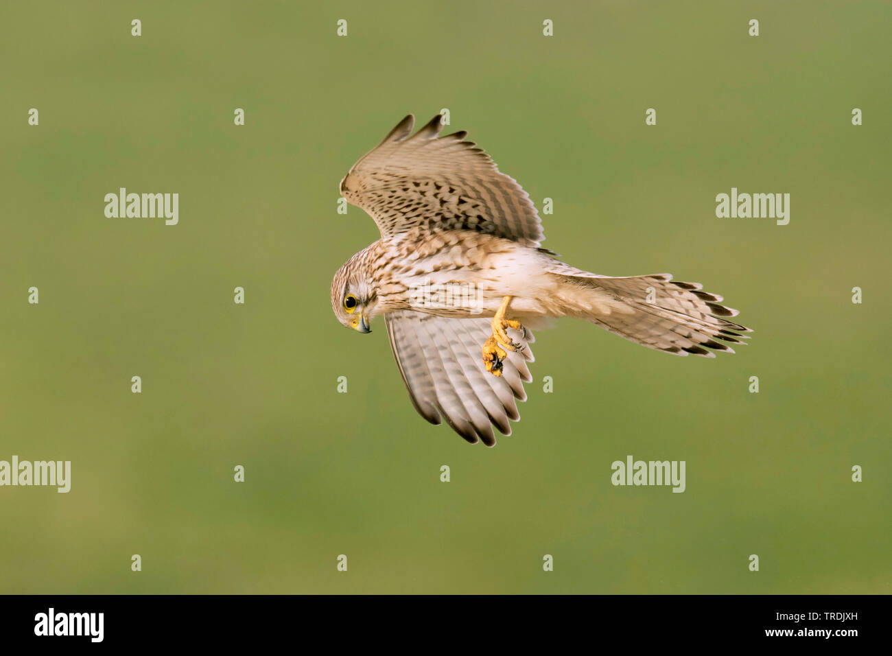 European Kestrel, Eurasian Kestrel, Old World Kestrel, Common Kestrel ...