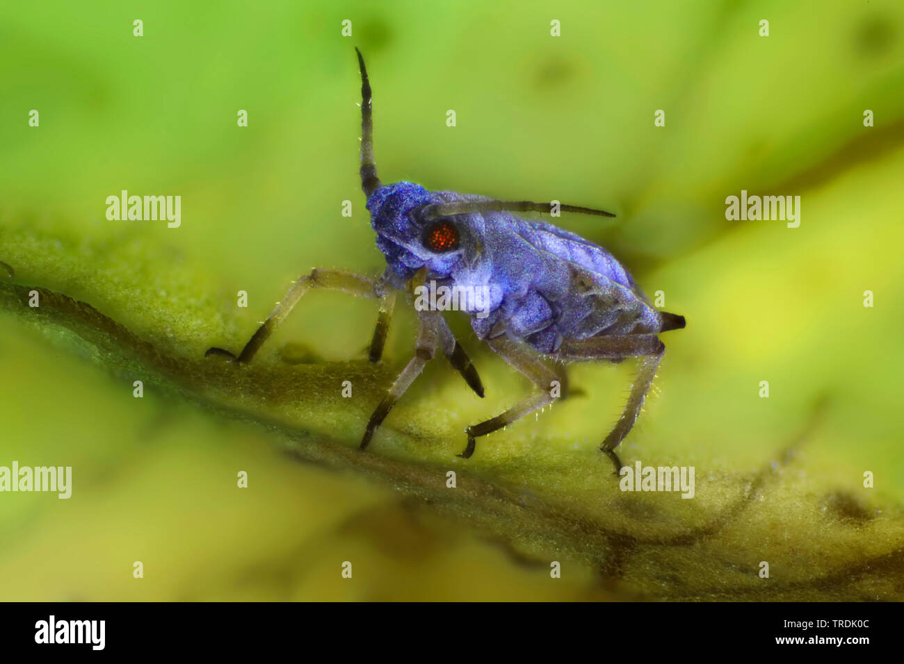 Aphids on a leaf hi-res stock photography and images - Alamy