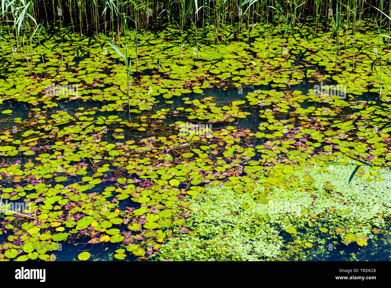 Reeds and Water lilies Poster Stock Photo - Alamy
