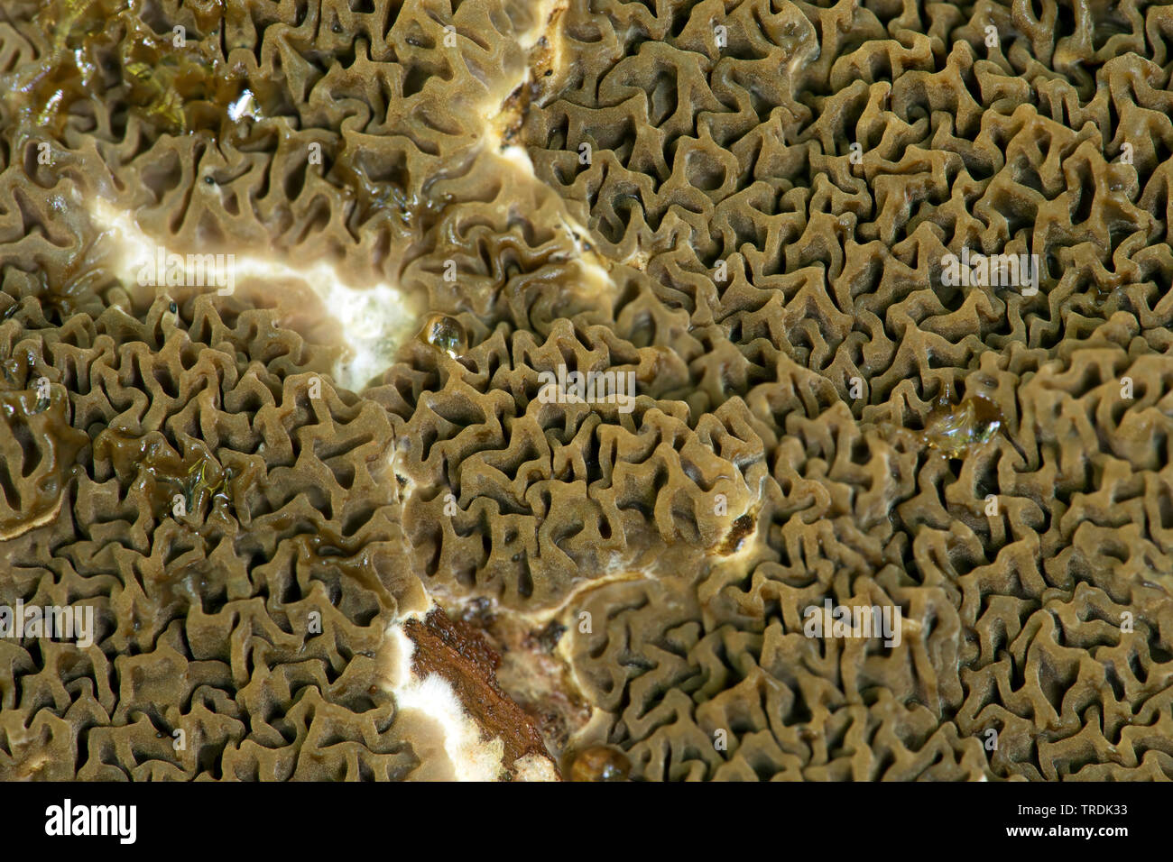 Serpula hi-res stock photography and images - Alamy