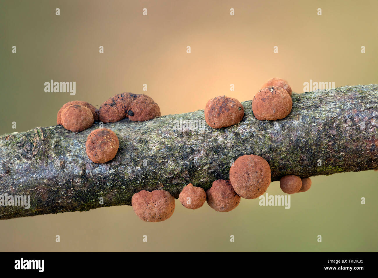 Fragiforme hi-res stock photography and images - Alamy
