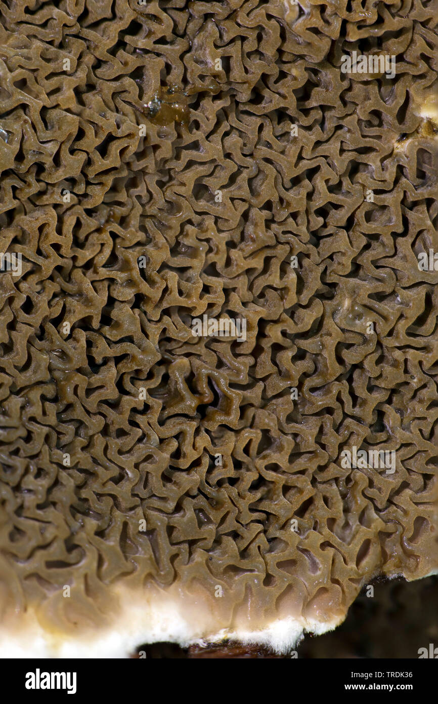 Serpula himantioides hi-res stock photography and images - Alamy