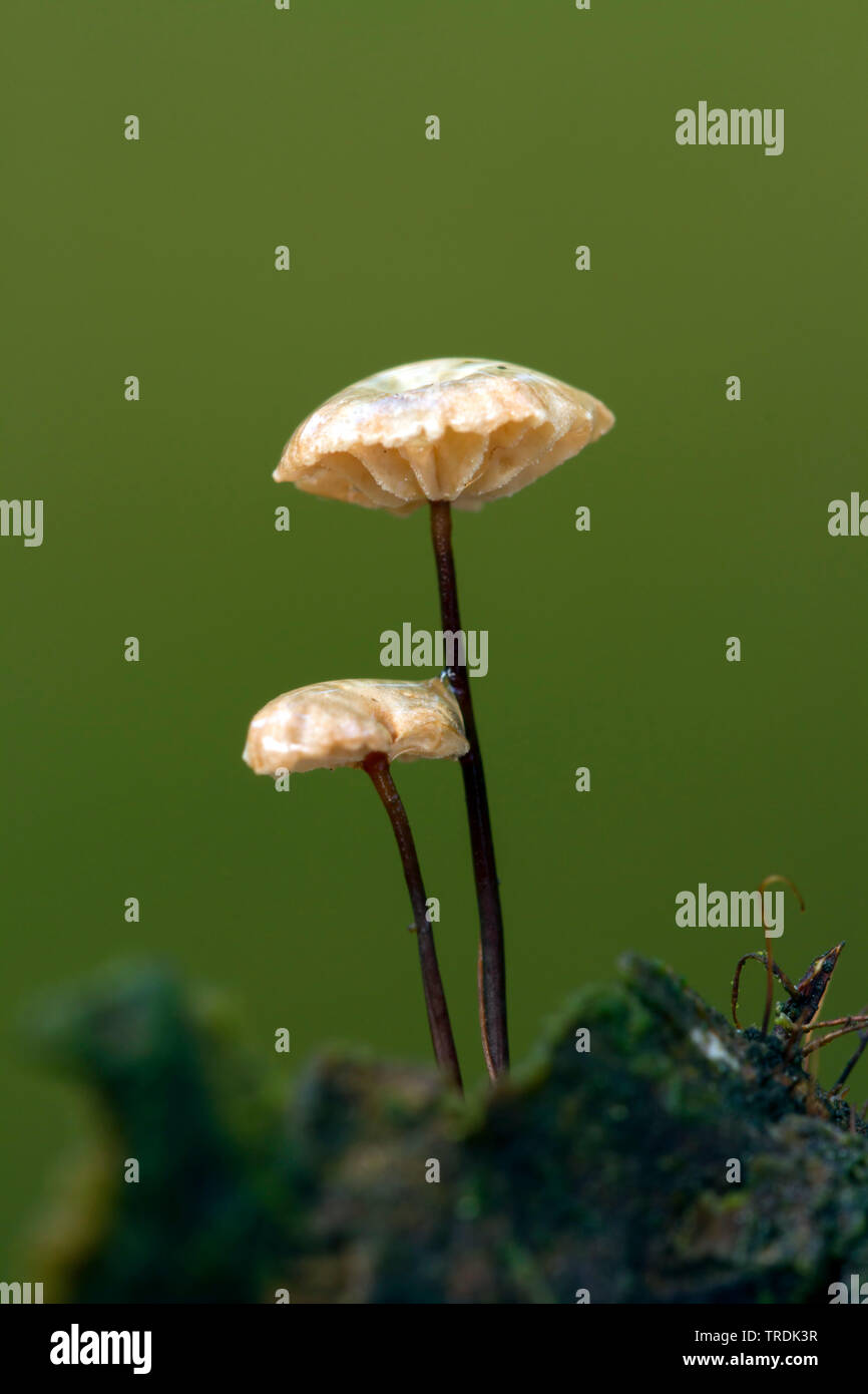 Marasmius rotula hi-res stock photography and images - Alamy