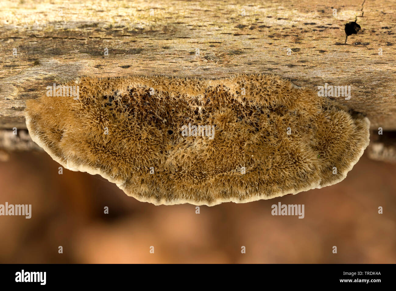 bracket (Coriolopsis trogii, Funalia trogii), on dead wood, Netherlands ...
