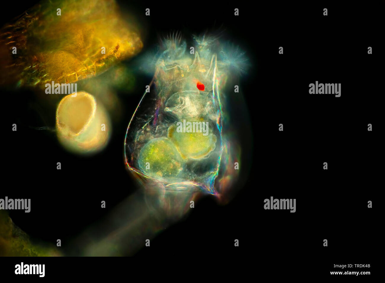 Rotifer brachionus hi-res stock photography and images - Alamy