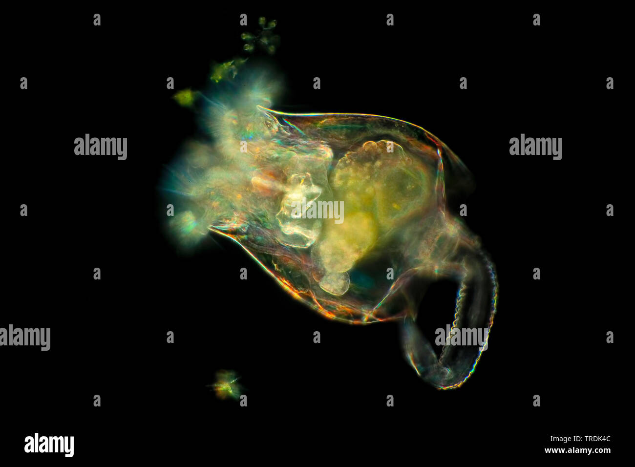 rotifers (Rotatoria), rotifer, Brachionus spec., in darkfield, x 100 ...