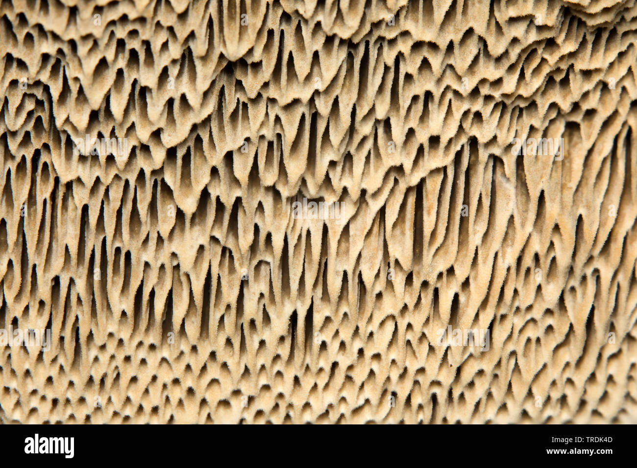 bracket (Coriolopsis trogii, Funalia trogii), on dead wood, Netherlands ...