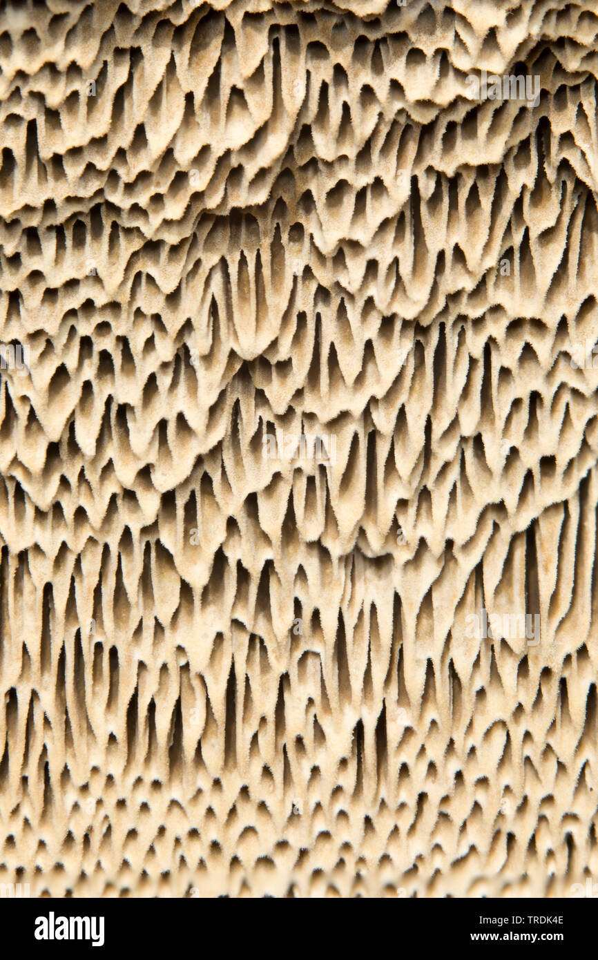 bracket (Coriolopsis trogii, Funalia trogii), on dead wood, Netherlands ...