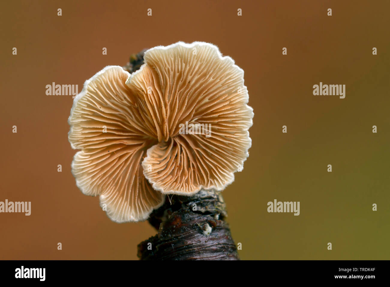 variable oysterling (Crepidotus variabilis), on dead wood, Netherlands ...