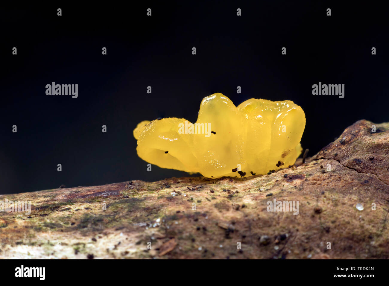 Yellow brain, Golden jelly fungus, Yellow trembler, Witches' butter ...