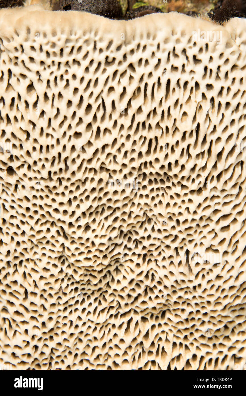 bracket (Coriolopsis trogii, Funalia trogii), on dead wood, Netherlands ...