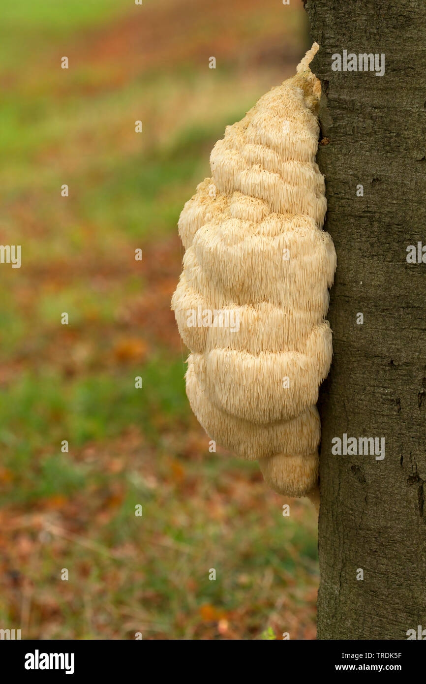 Bearded tooth fungus hi-res stock photography and images - Alamy