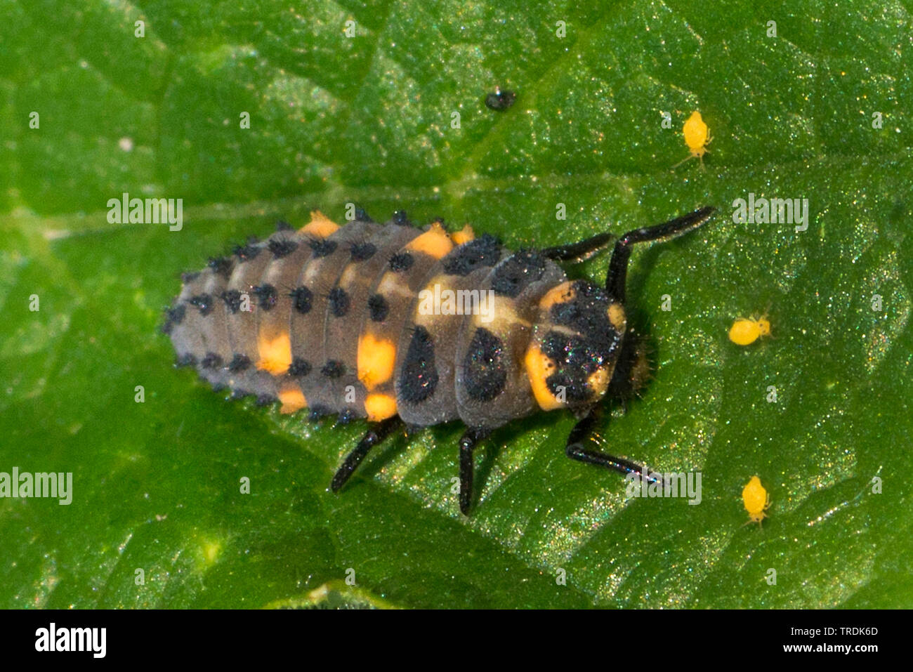 ladybirds, ladybird beetles, lady beetles, ladybugs (Coccinellidae ...