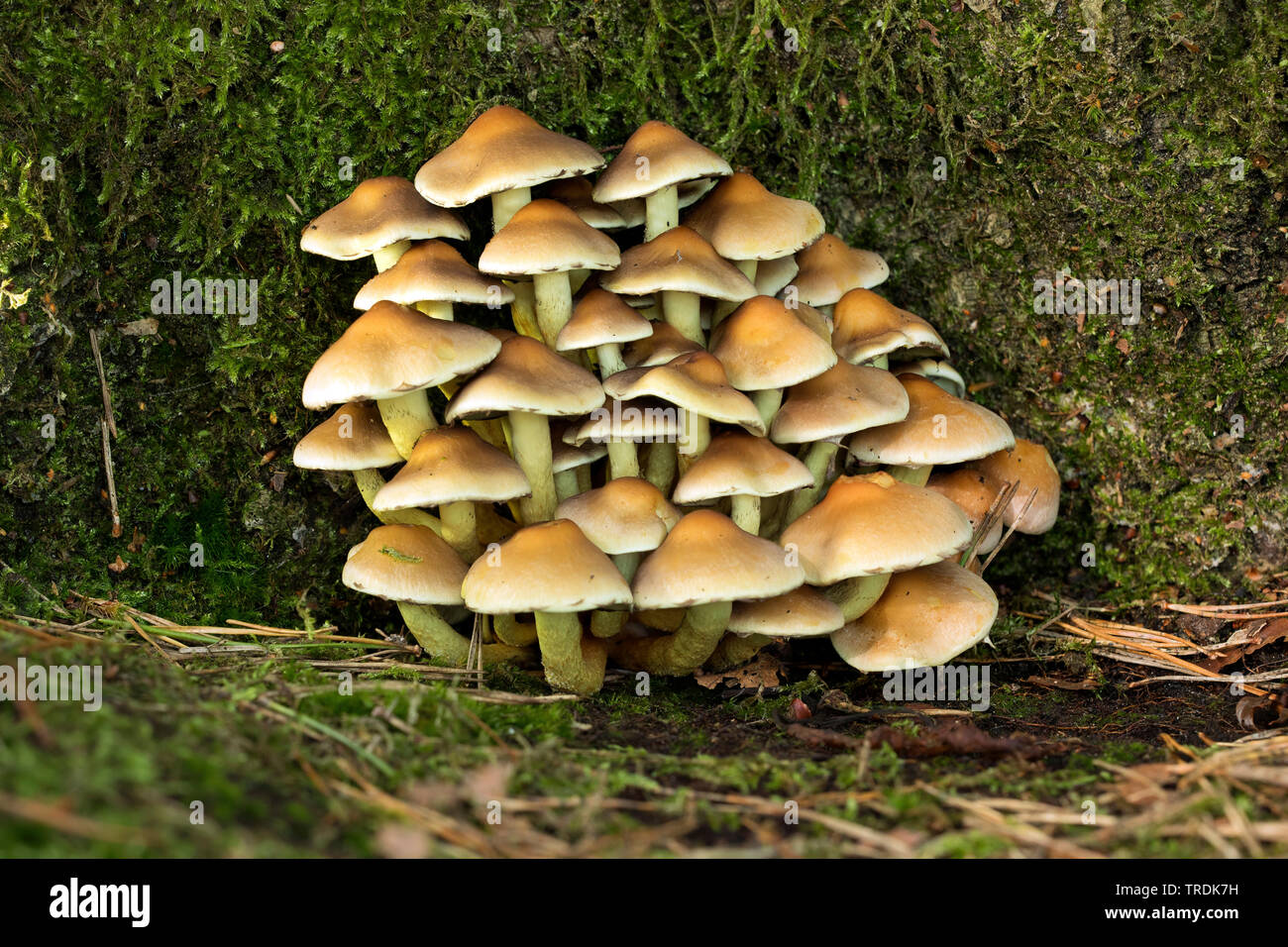 sulphur tuft, sulfur tuft, clustered woodlover, sulfur cap (Hypholoma ...