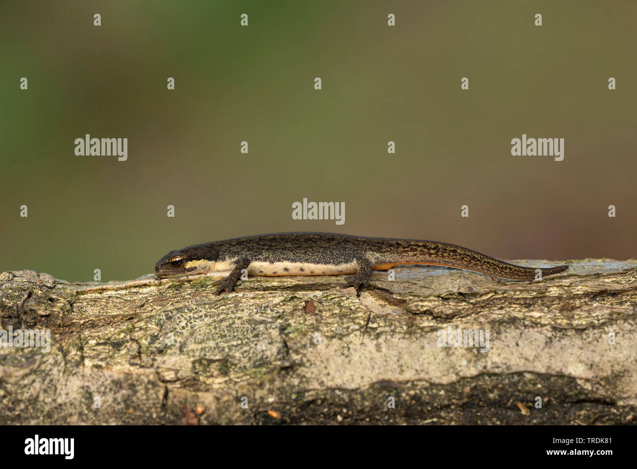 Palmate newt (Triturus helveticus, Lissotriton helveticus), sitting on ...