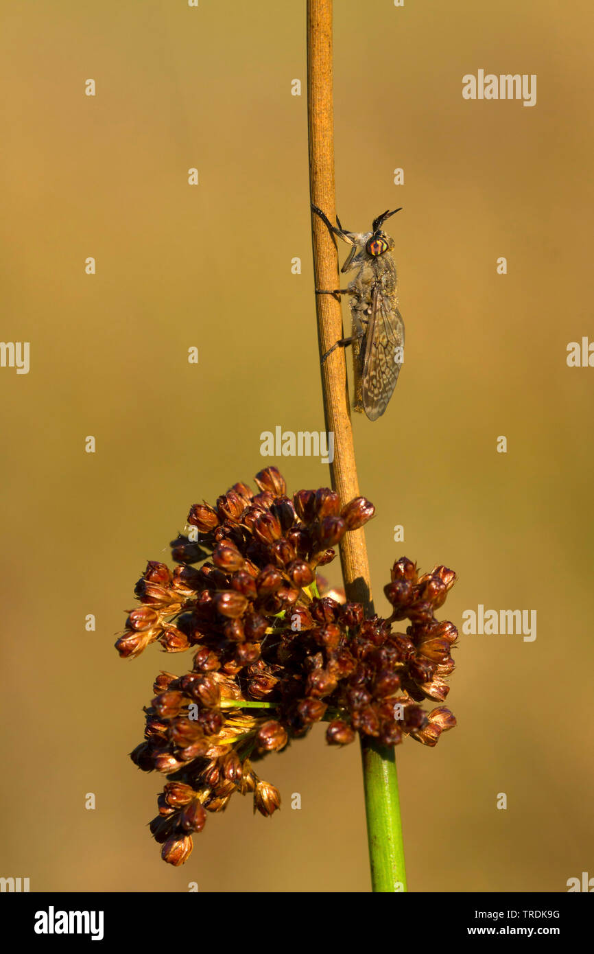 Common Horse Fly, Horse Fly, Notch-horned Cleg Fly, cleg-fly, cleg ...