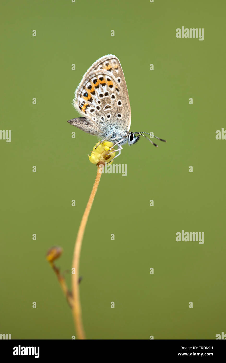 Silver-studded blue (Plebejus argus, Plebeius argus), sitting on a ...