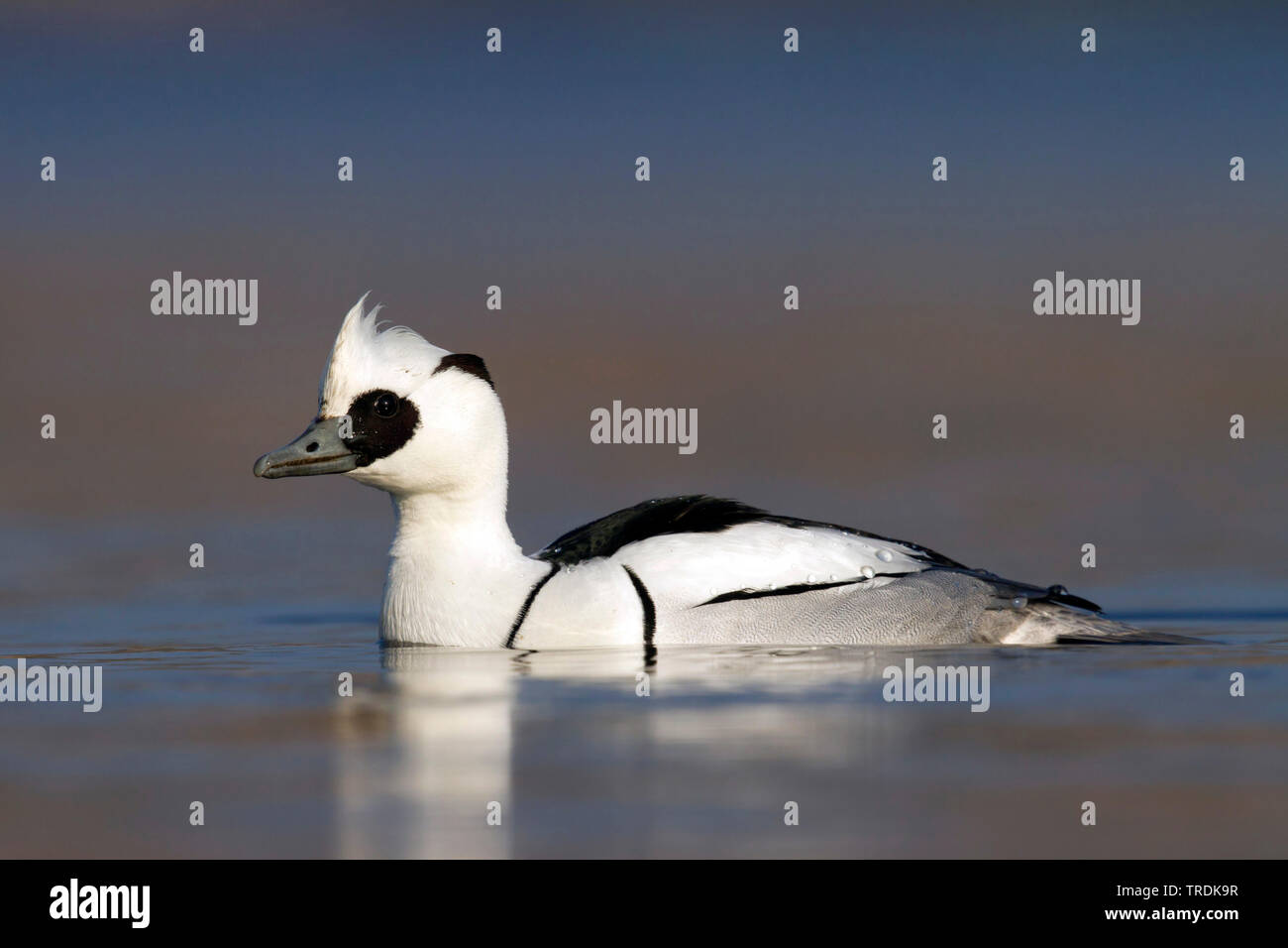 smew (Mergellus albellus, Mergus albellus), swimming, Netherlands ...