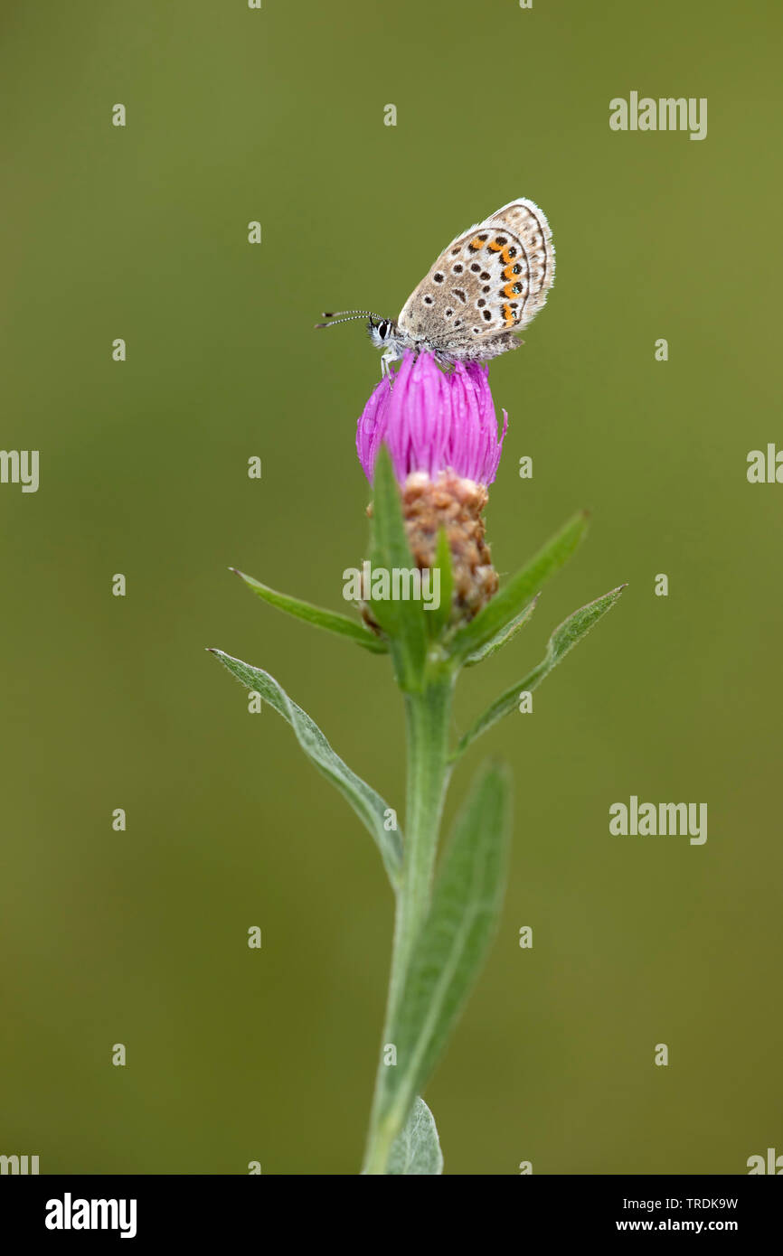 Silver-studded blue (Plebejus argus, Plebeius argus), sitting on ...