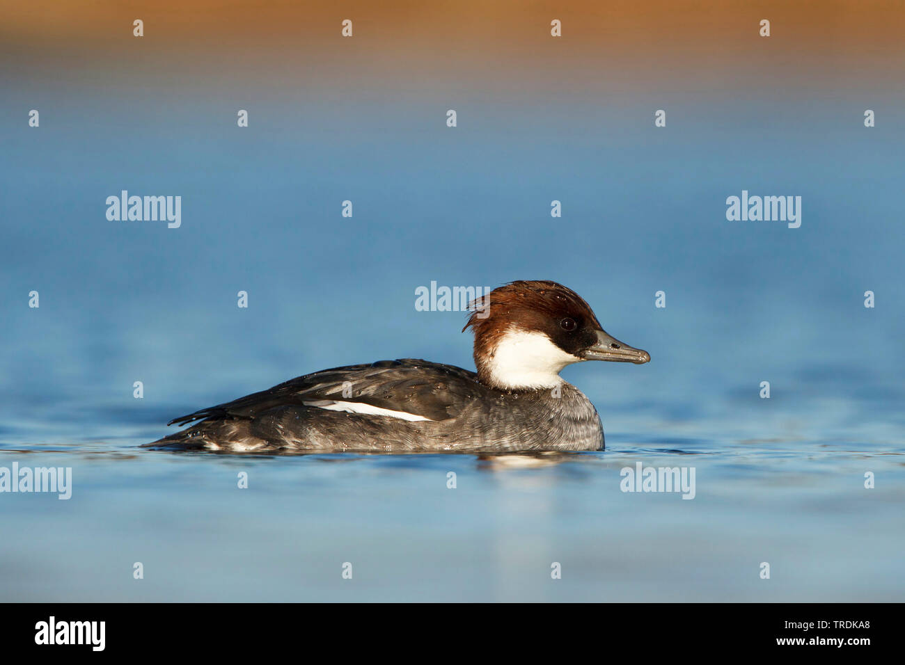 smew (Mergellus albellus, Mergus albellus), swimming, Netherlands ...