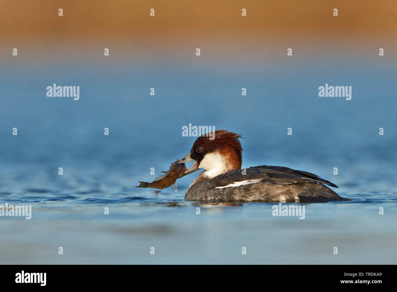 smew (Mergellus albellus, Mergus albellus), female with caught ...