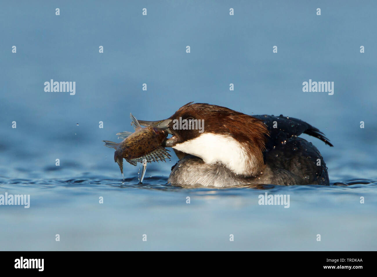 smew (Mergellus albellus, Mergus albellus), female with caught ...