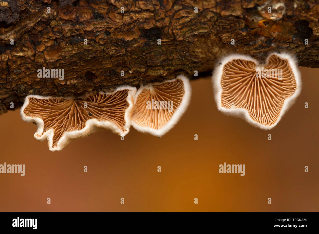 variable oysterling (Crepidotus variabilis), on dead wood, Netherlands ...