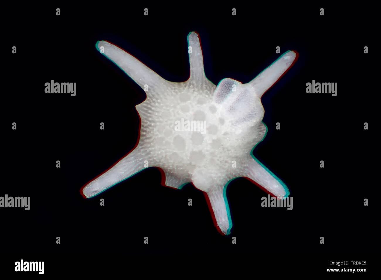 Foraminifera forams hi-res stock photography and images - Alamy
