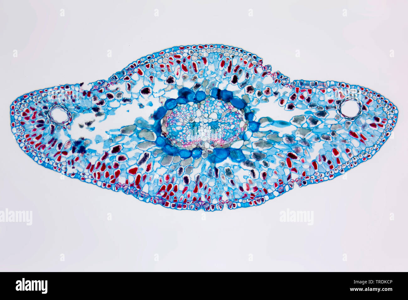 Korean fir (Abies koreana), cross section of a needle, x 12 Stock Photo ...