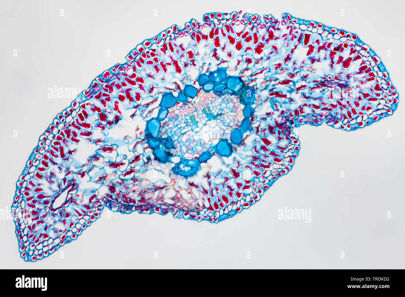 Angiosperm Cross Section Tissue