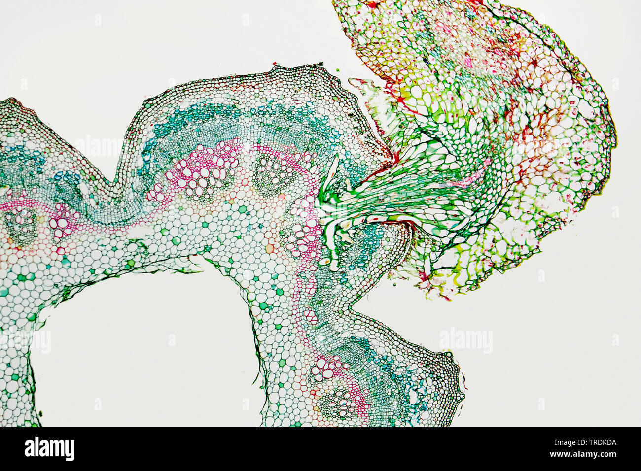 Cuscuta major hi-res stock photography and images - Alamy