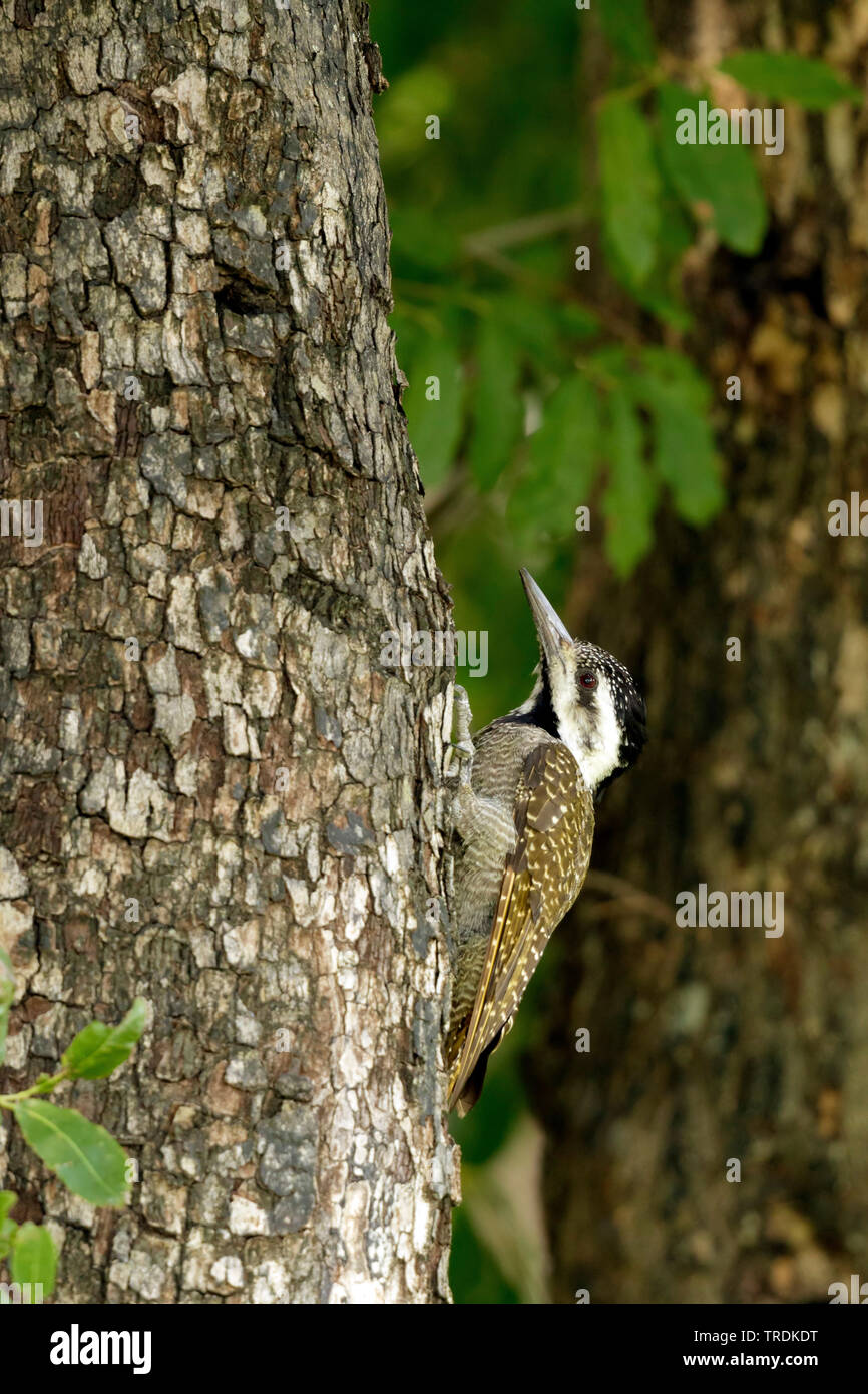 Bearded woodpeckers hi-res stock photography and images - Alamy