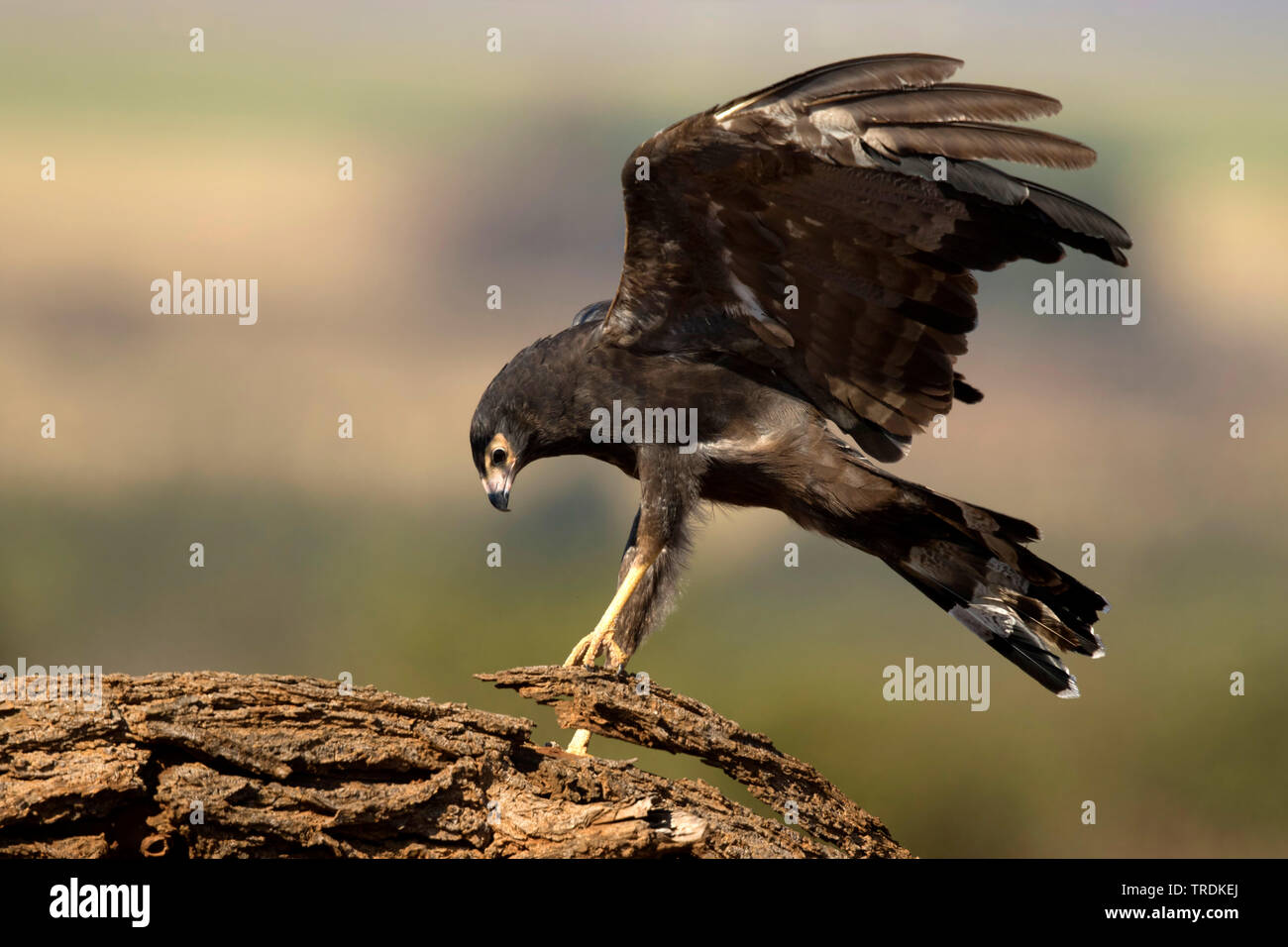 African harrier hawk hi-res stock photography and images - Alamy