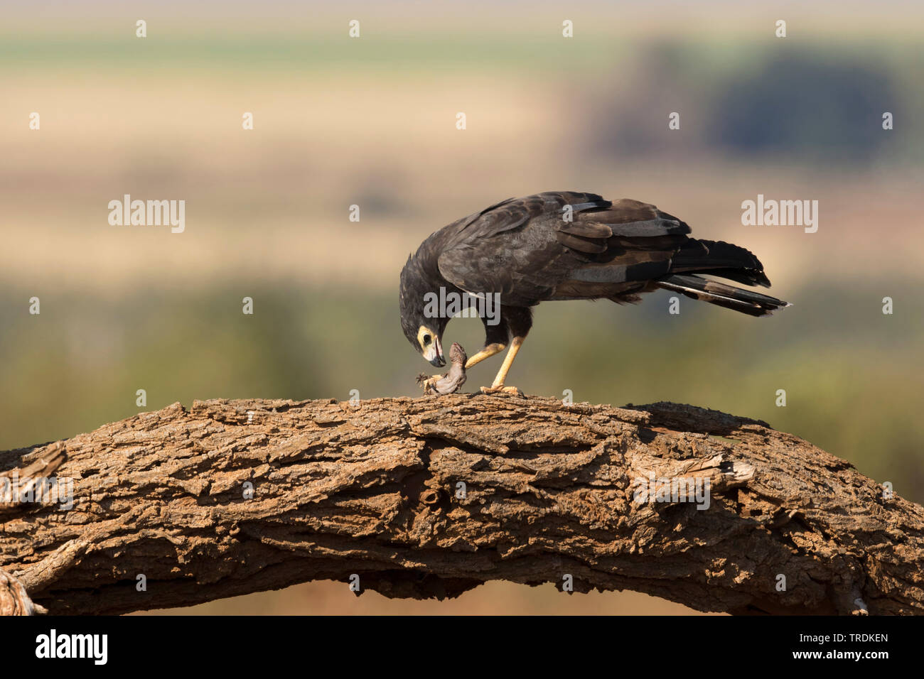 African harrier hawk hi-res stock photography and images - Alamy