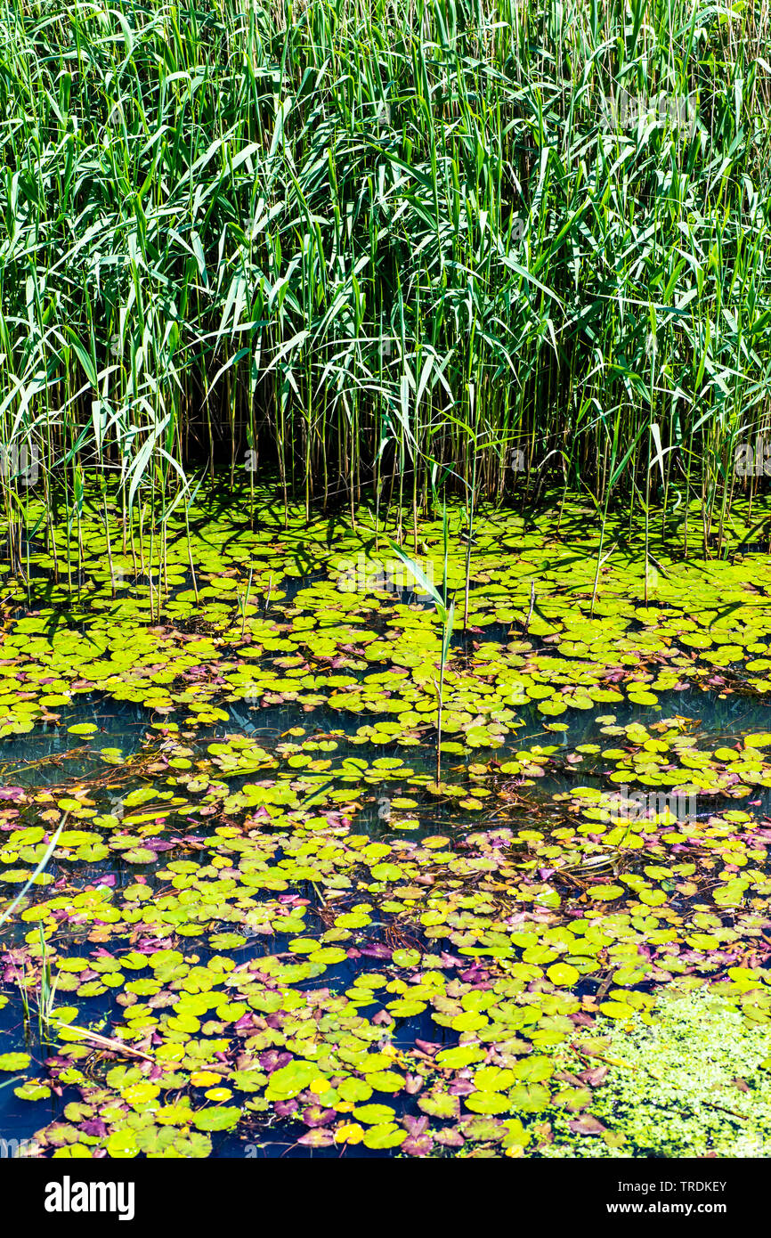 Reeds and Water lilies Poster Stock Photo - Alamy