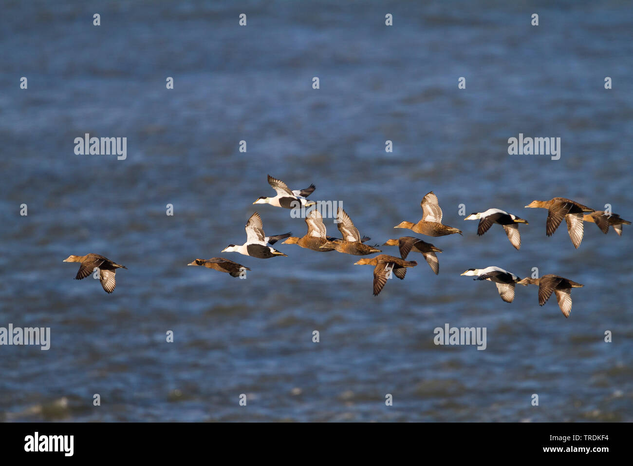 Common eider ducks flying hi-res stock photography and images - Alamy