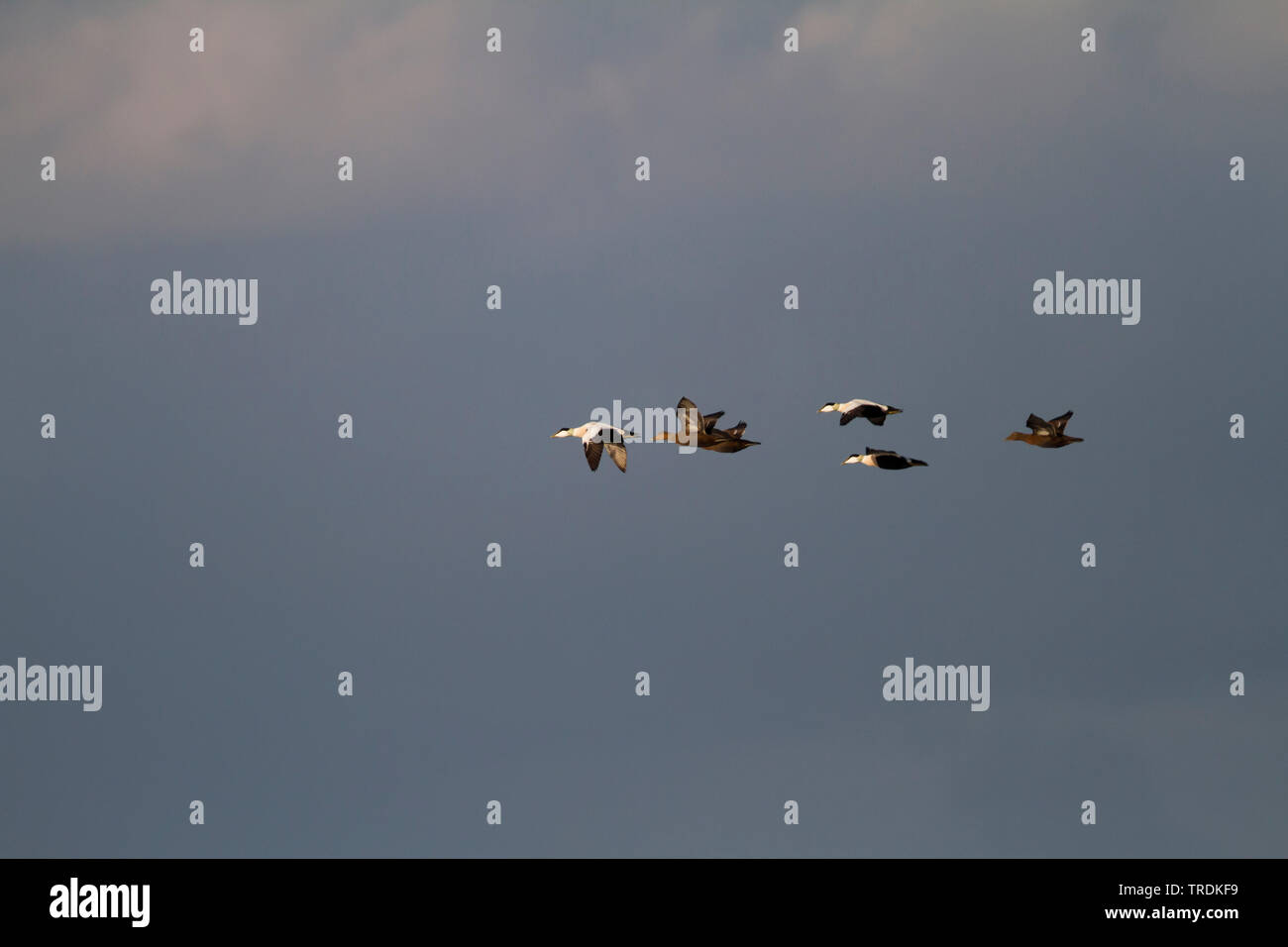 Common eider ducks flying hi-res stock photography and images - Alamy