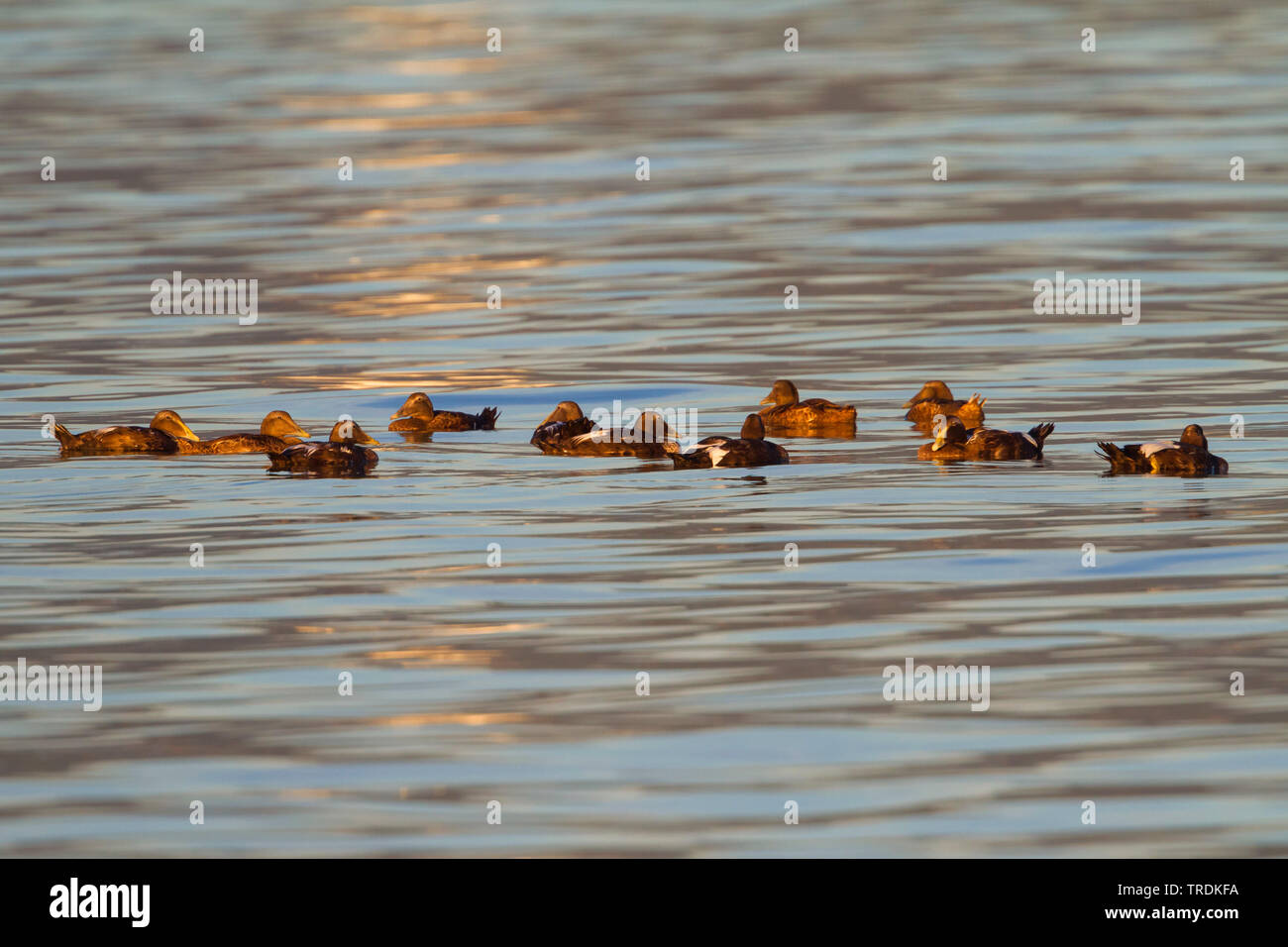 Group moulting birds hi-res stock photography and images - Alamy