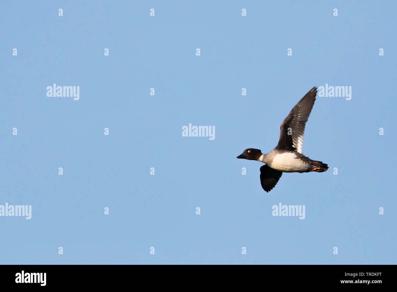 common goldeneye, goldeneye duckling (Bucephala clangula), adult female ...