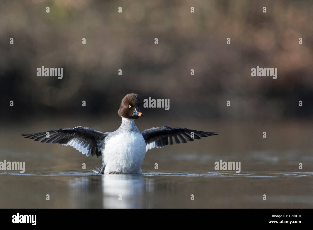 Common Goldeneye Wing