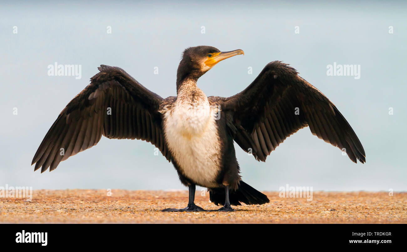 Chinese great cormorant (Phalacrocorax carbo sinensis, Phalacrocorax ...