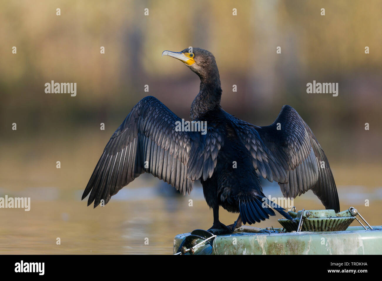 Chinese great cormorant (Phalacrocorax carbo sinensis, Phalacrocorax ...