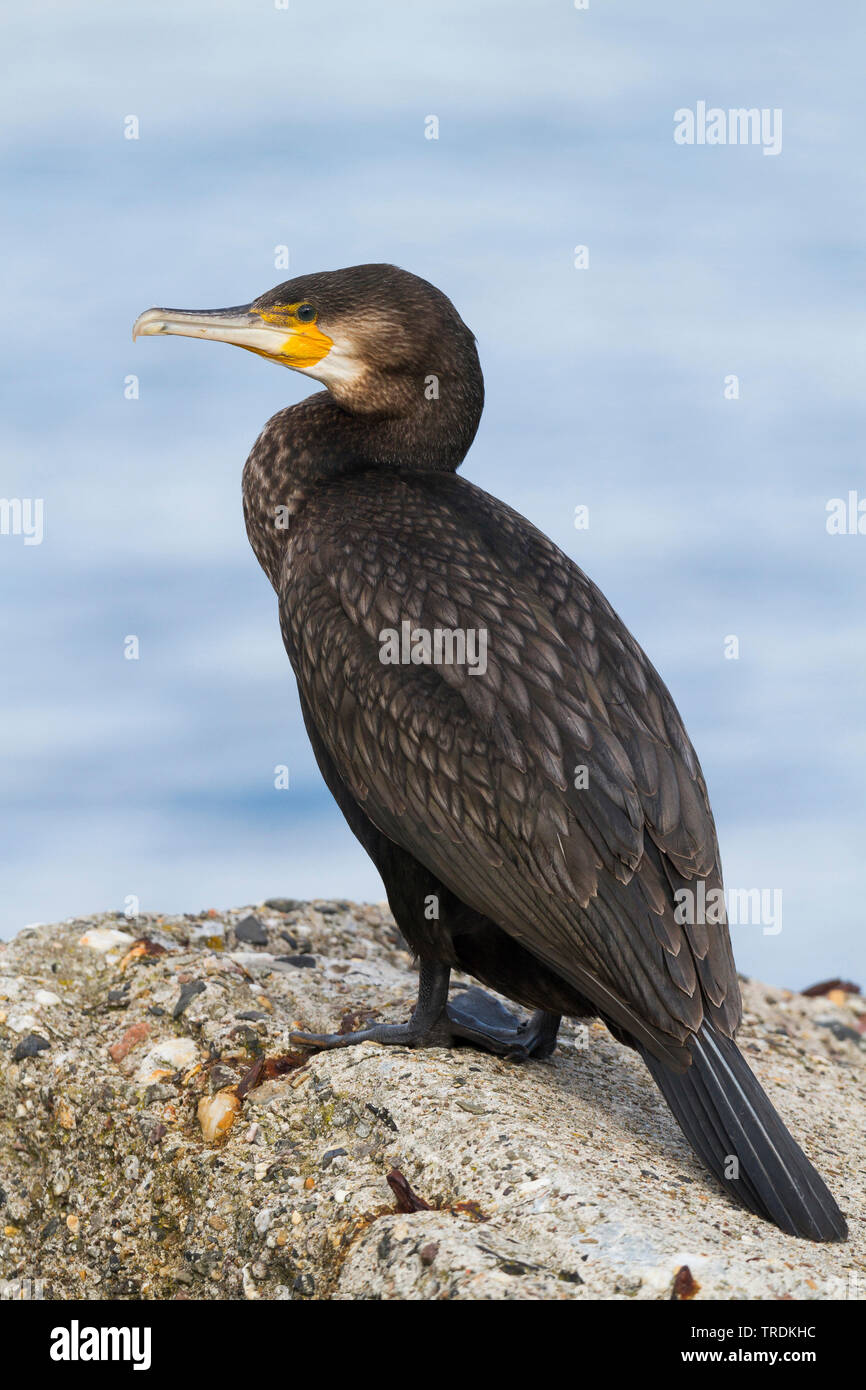 Chinese great cormorant (Phalacrocorax carbo sinensis, Phalacrocorax ...
