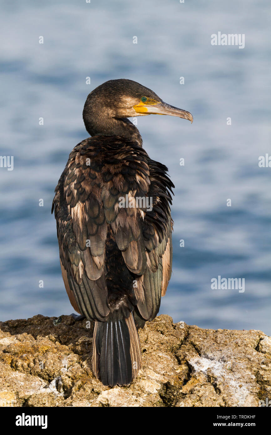 Chinese great cormorant (Phalacrocorax carbo sinensis, Phalacrocorax ...