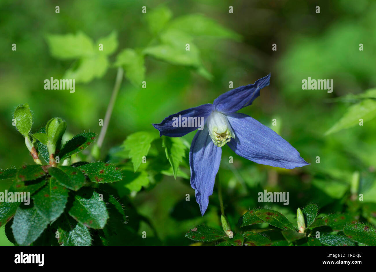 Alpine clematis (Clematis alpina), blooming, Austria, Tyrol Stock Photo ...